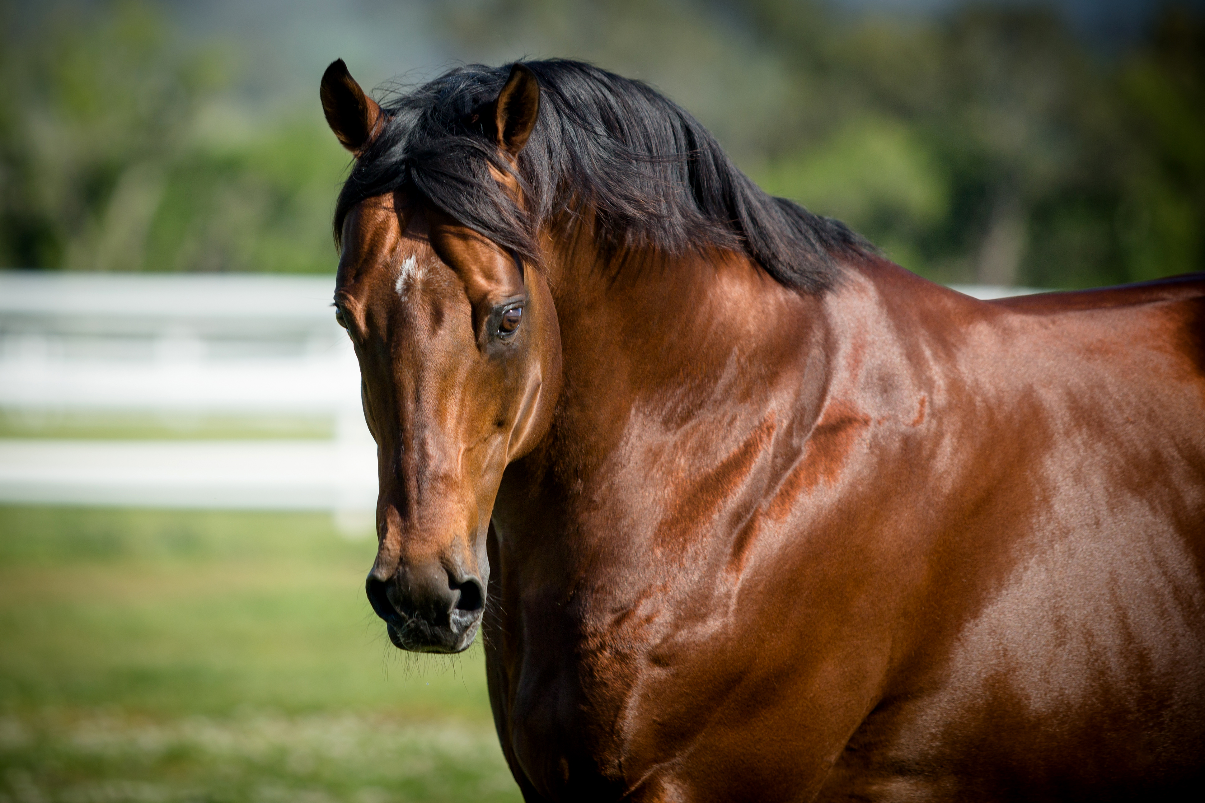 Drakenstein Stud Farm | TRIPPI FILLY IMPRESSES ON DEBUT