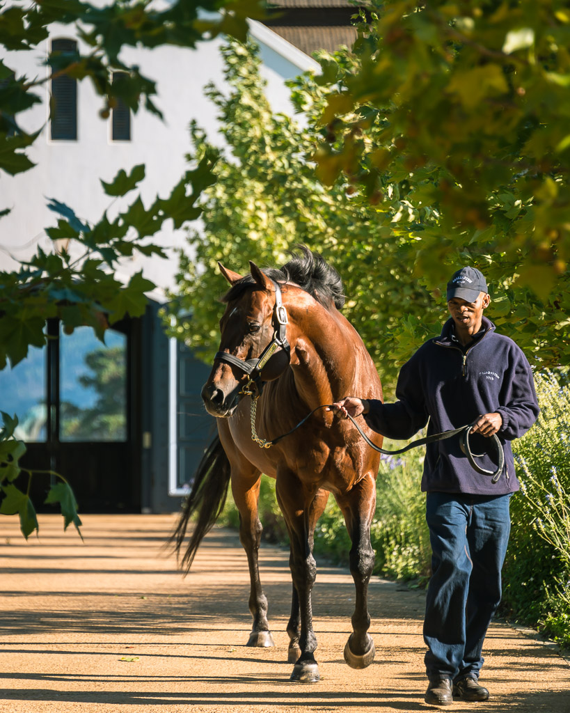 Drakenstein Stud Farm | FOUR IN A ROW FOR TRIPPI FILLY