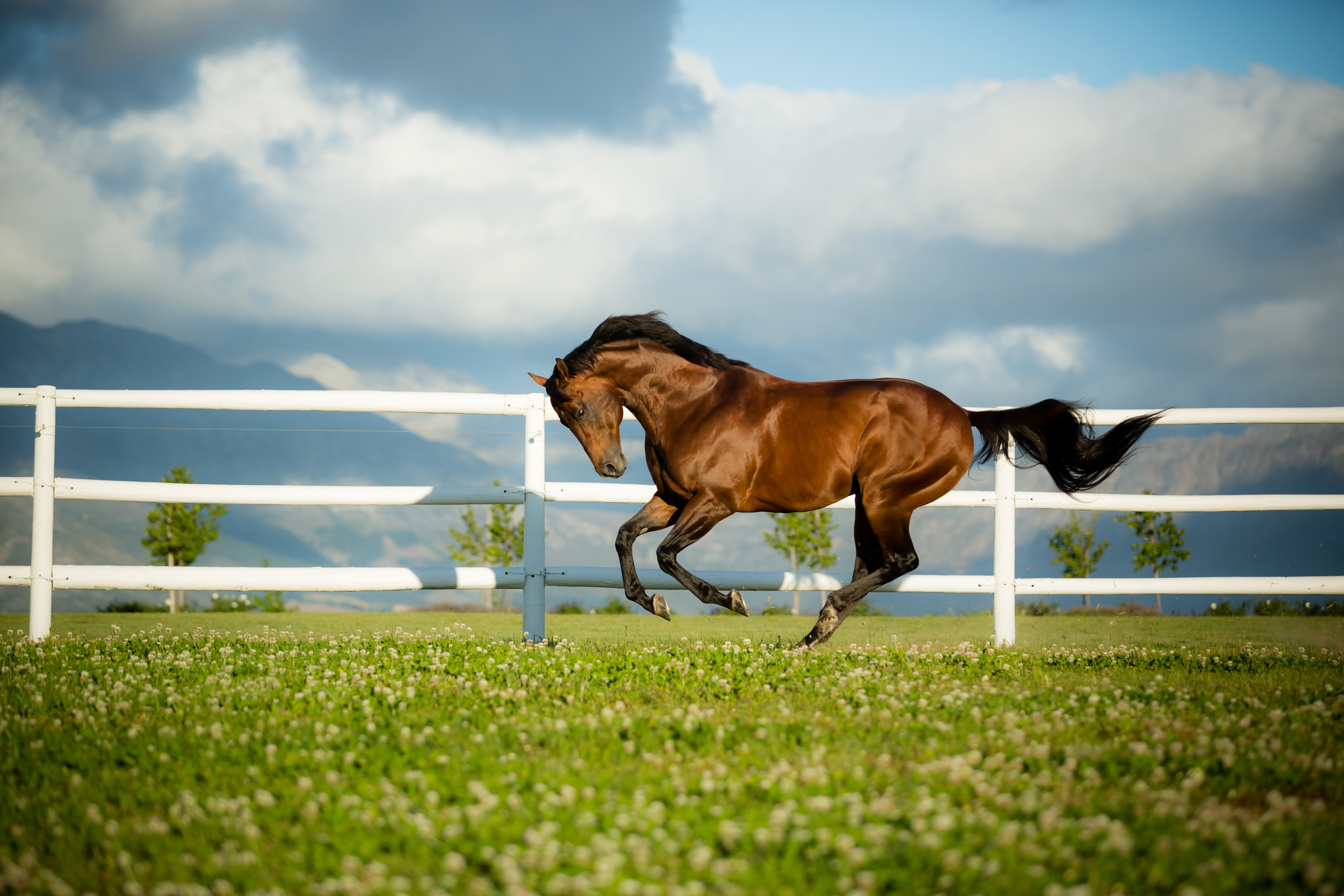 Drakenstein Stud Farm | STORMSVLEI STAKES SUCCESS FOR TRIPPI