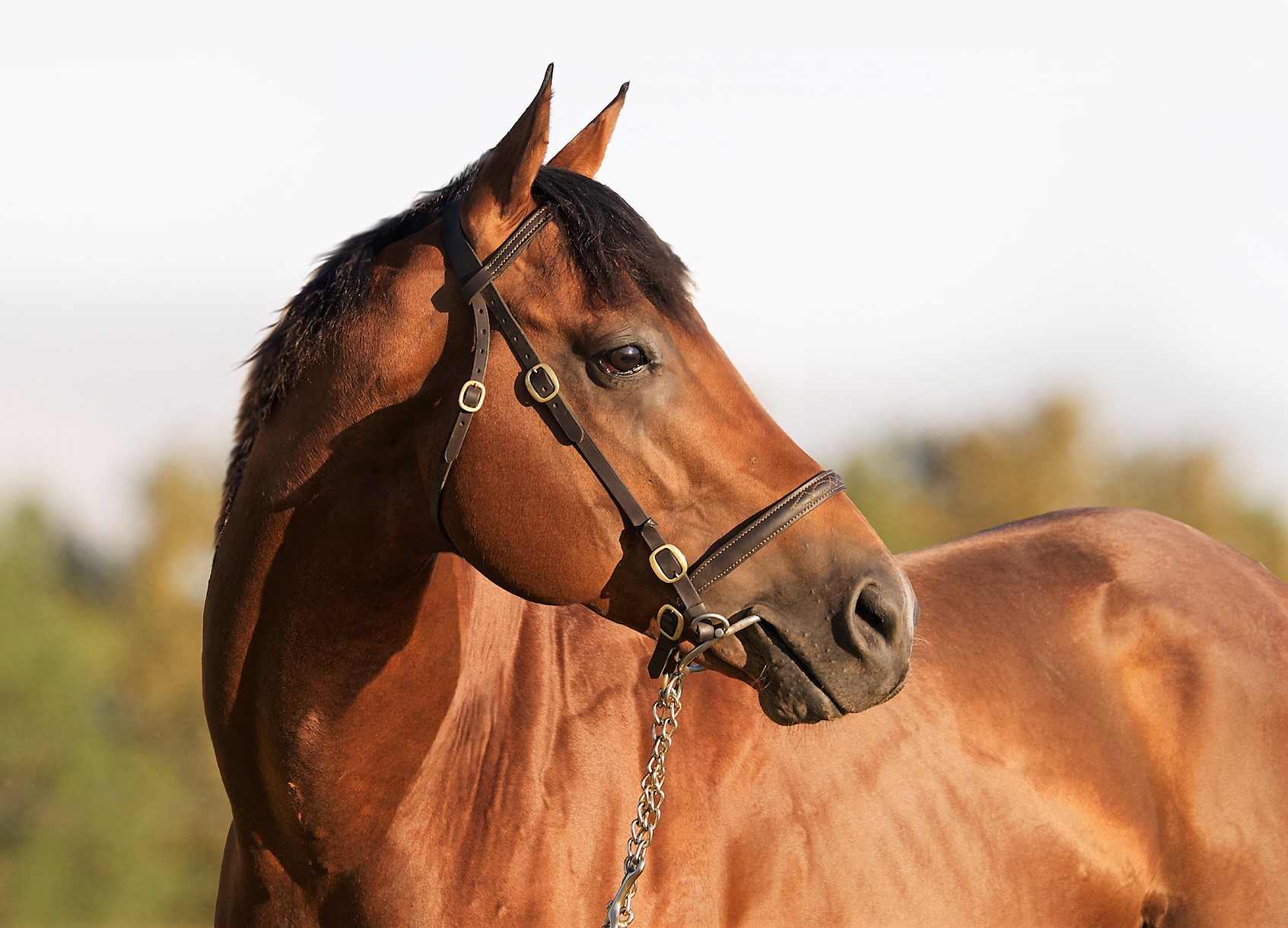 Drakenstein Stud Farm | SECOND WINNER FOR GOLD STANDARD