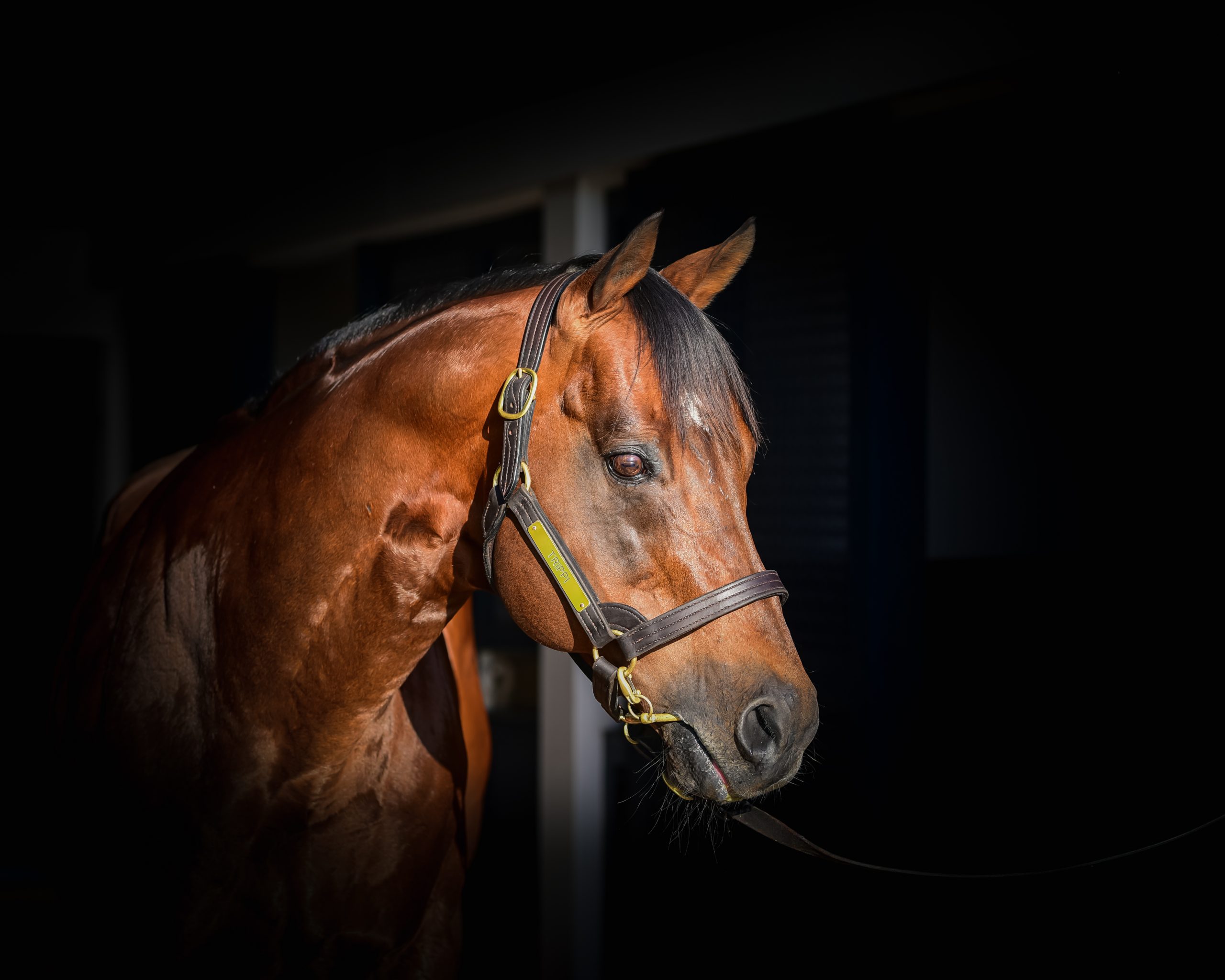 Drakenstein Stud Farm | WINNING DEBUT FOR TRIPPI COLT