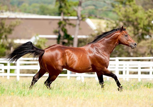 Drakenstein Stud Farm | BACK TO BACK SOMERSET 1200 WINS FOR TRIPPI