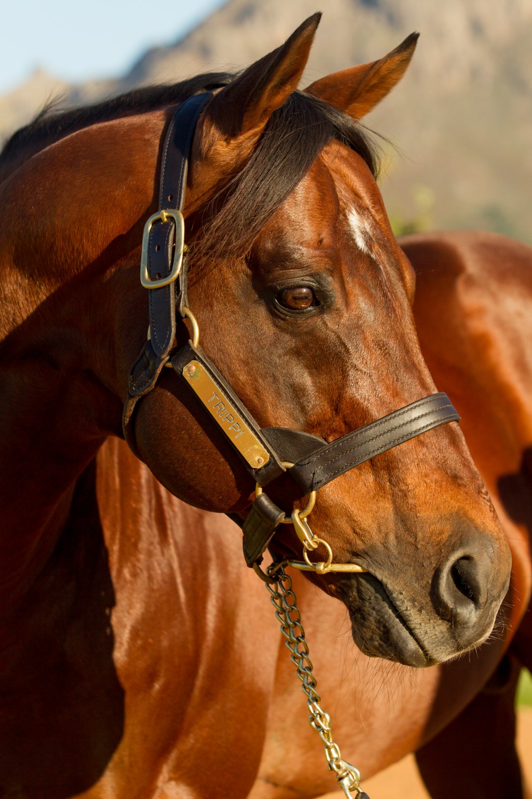 Drakenstein Stud Farm | BIG WEEKEND FOR TRIPPI