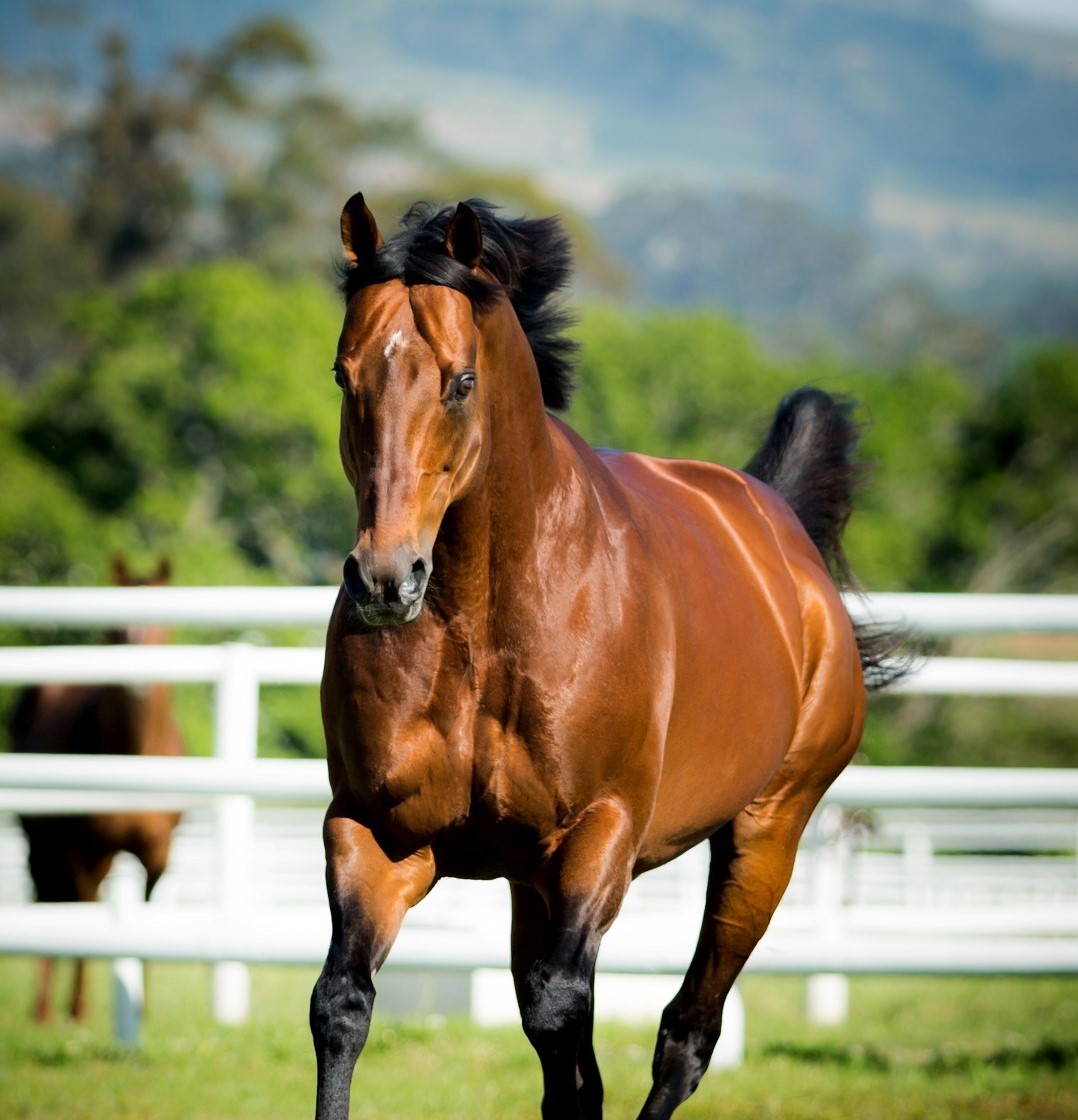 Drakenstein Stud Farm | CHAMPION SIRE DOES IT AGAIN