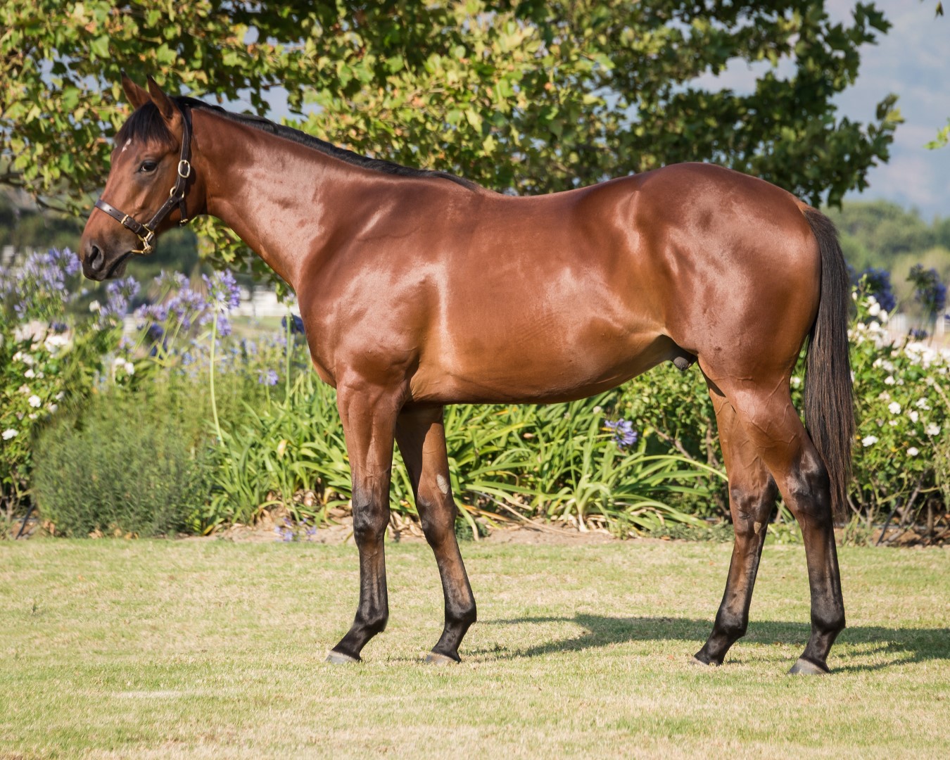 Drakenstein Stud Farm | TOP PRICED TRIPPI COLT MAKES WINNING DEBUT