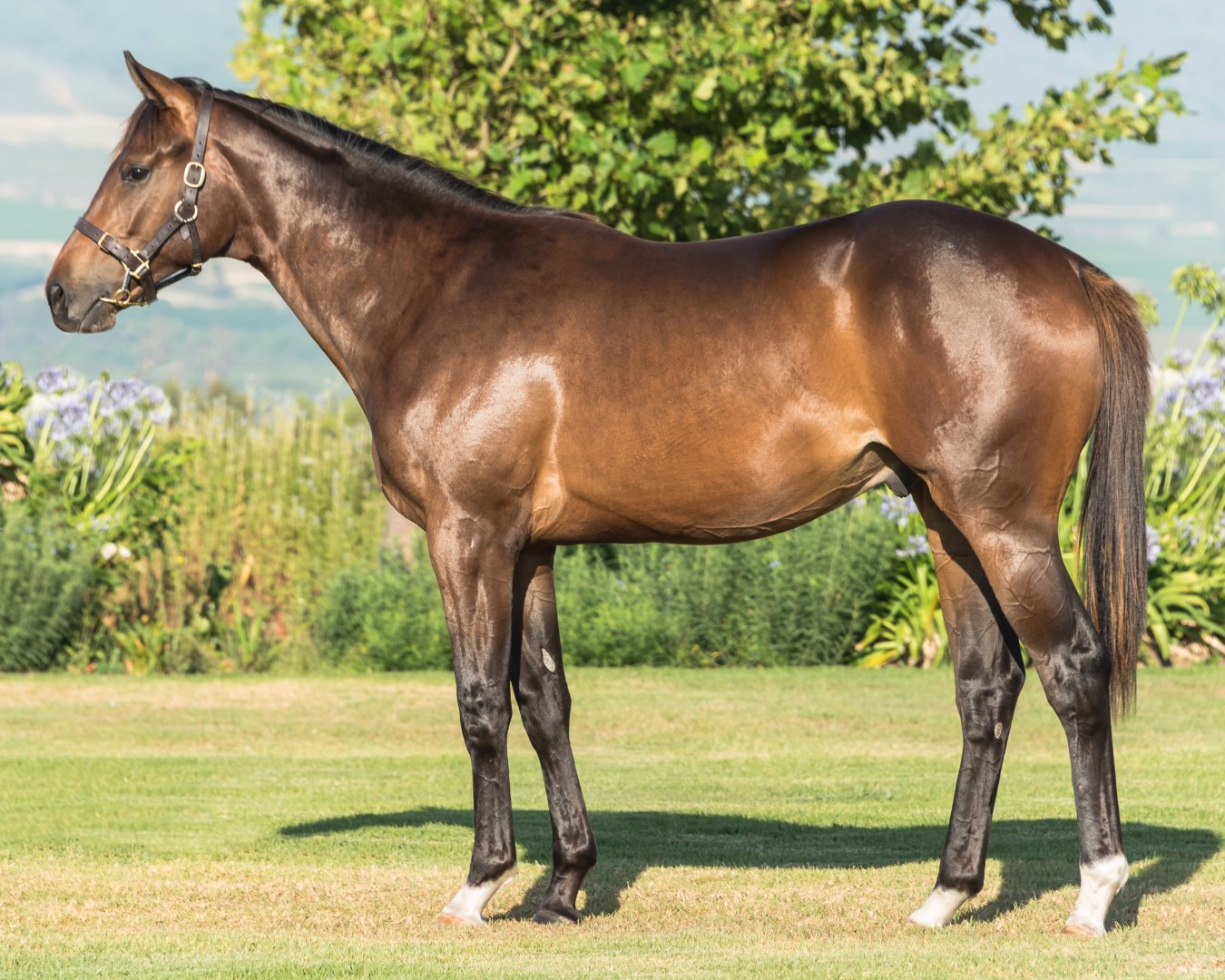 Drakenstein Stud Farm | TRIPPI SON LIFTS MAIDEN CUP