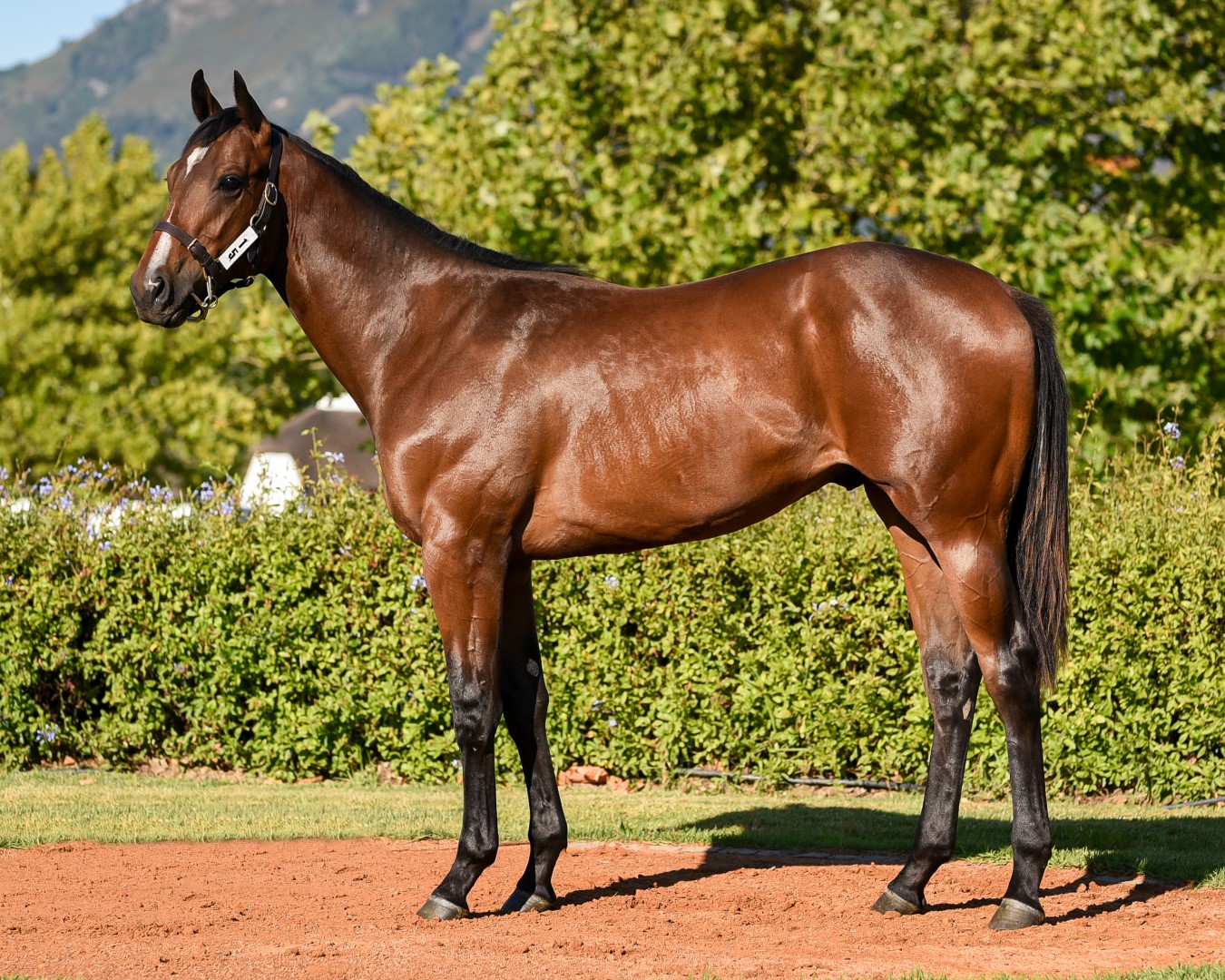 Drakenstein Stud Farm | SILVER FALCON