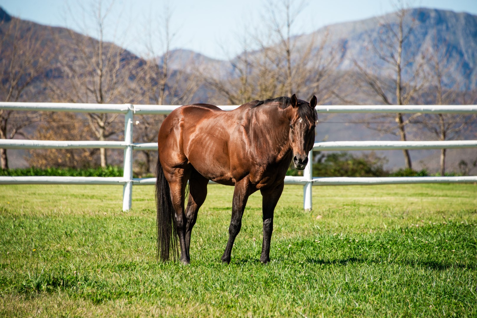 Drakenstein Stud Farm | TRIPPI COLT LANDS LANGERMAN