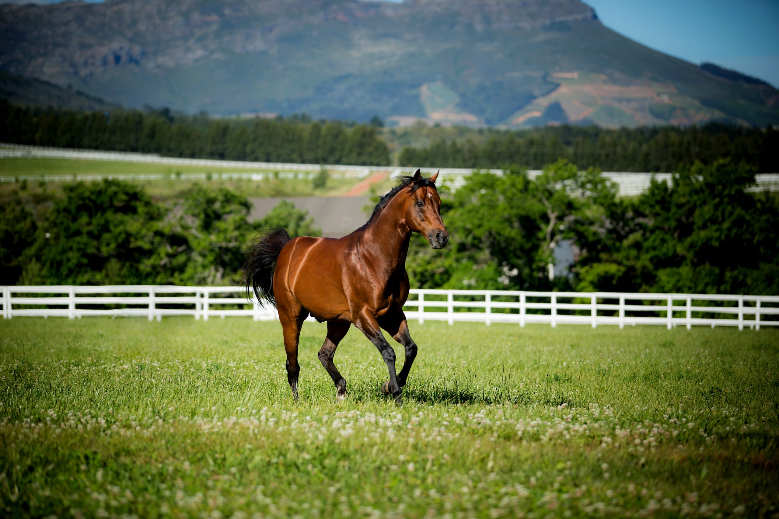 Drakenstein Stud Farm | TRIPPI DOMINATES DURBANVILLE