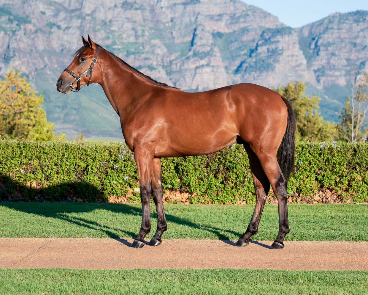 Drakenstein Stud Farm | GOLD GUNNER