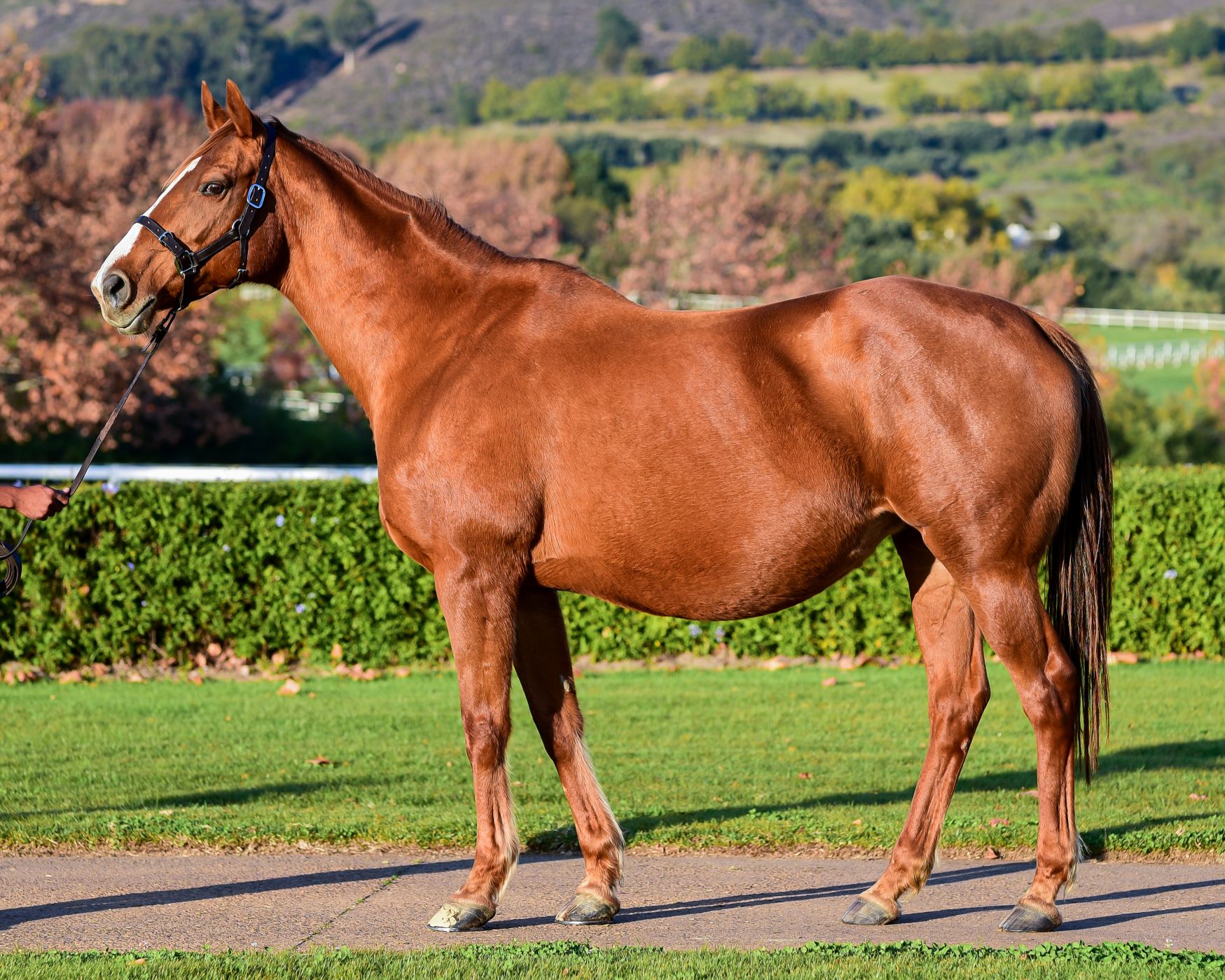 Drakenstein Stud Farm | HAWKER HUNTER