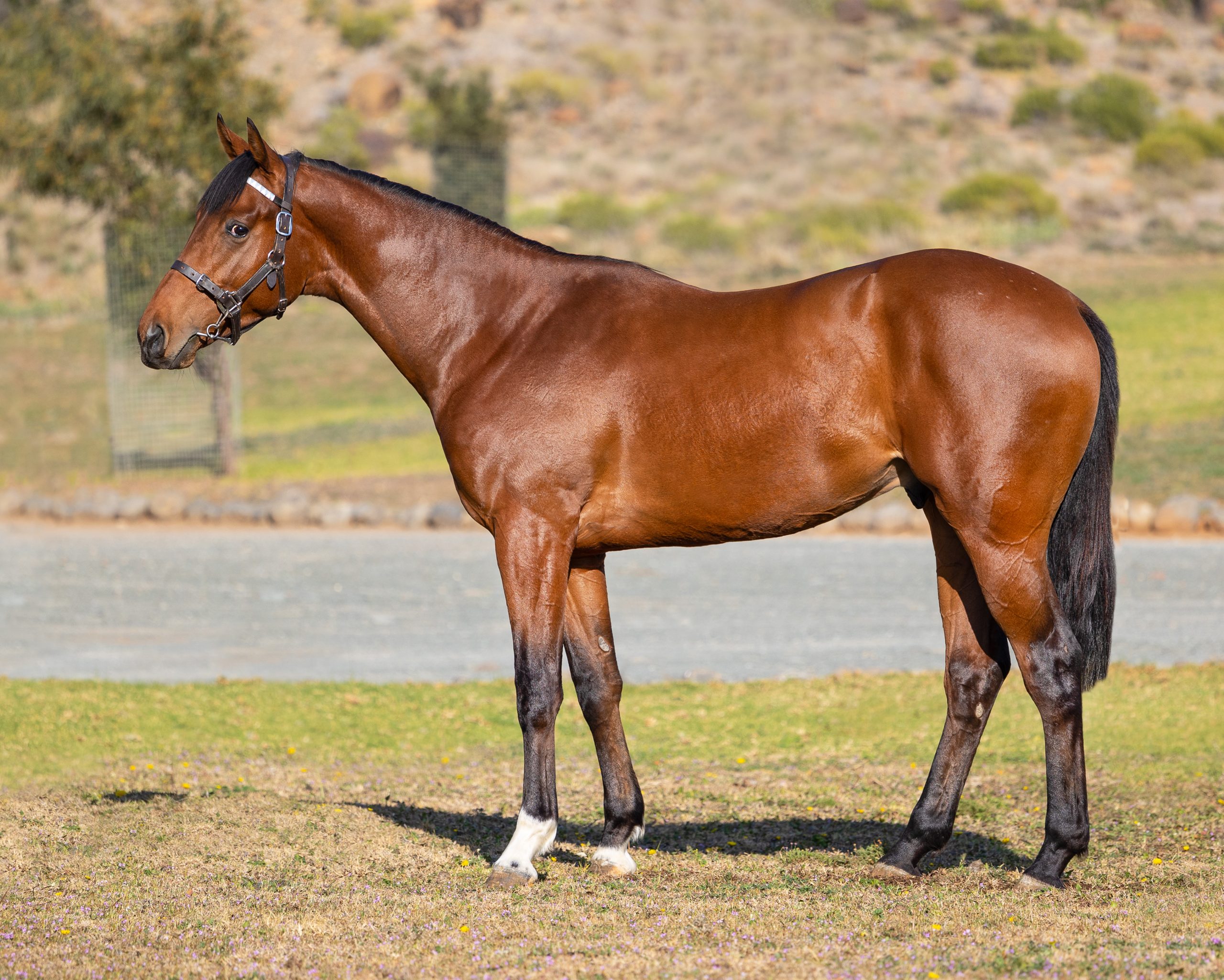 Drakenstein Stud Farm | RICHARDTHEFEARLESS