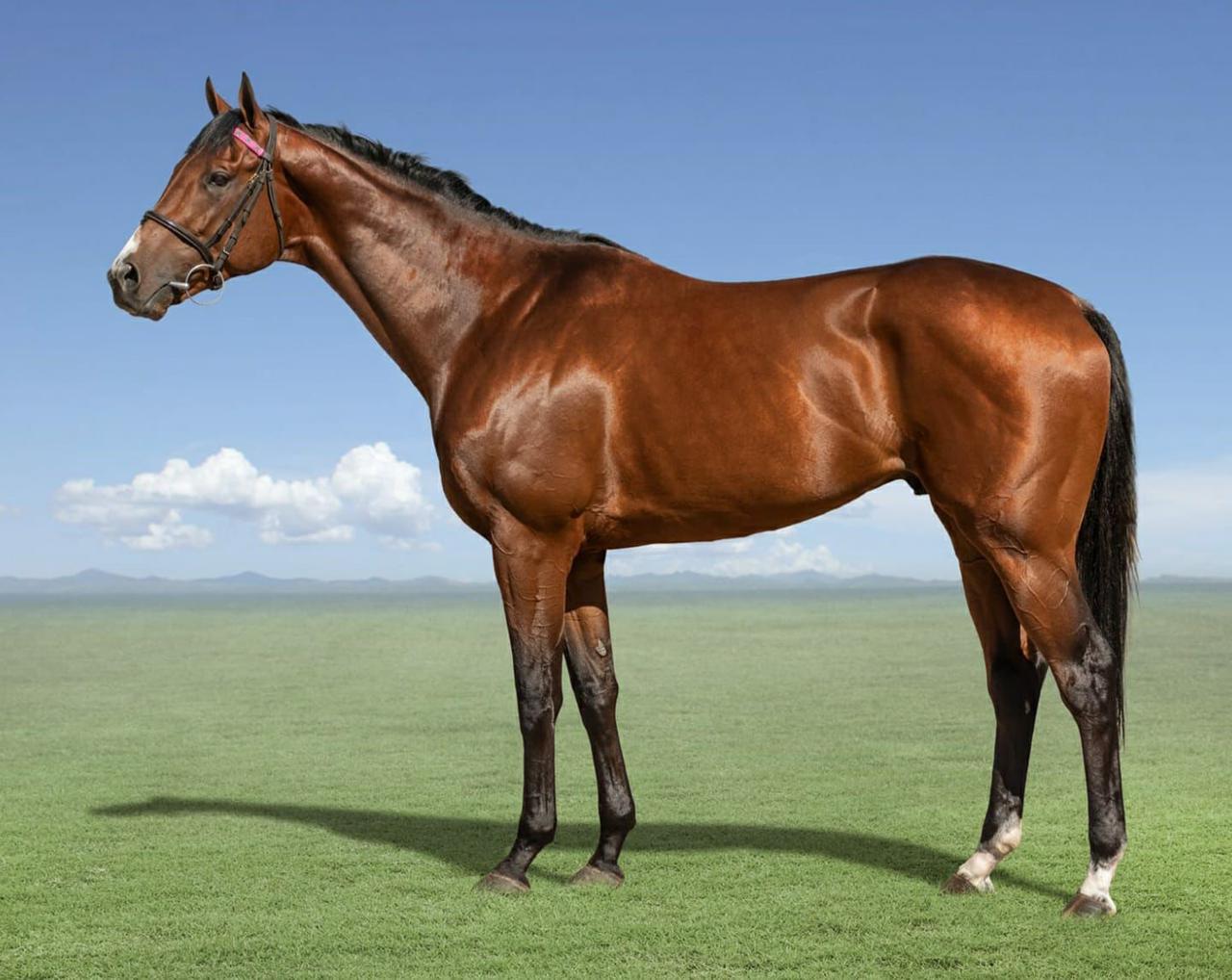 Drakenstein Stud Farm | JET DARK TO RETURN HOME TO DRAKENSTEIN STUD