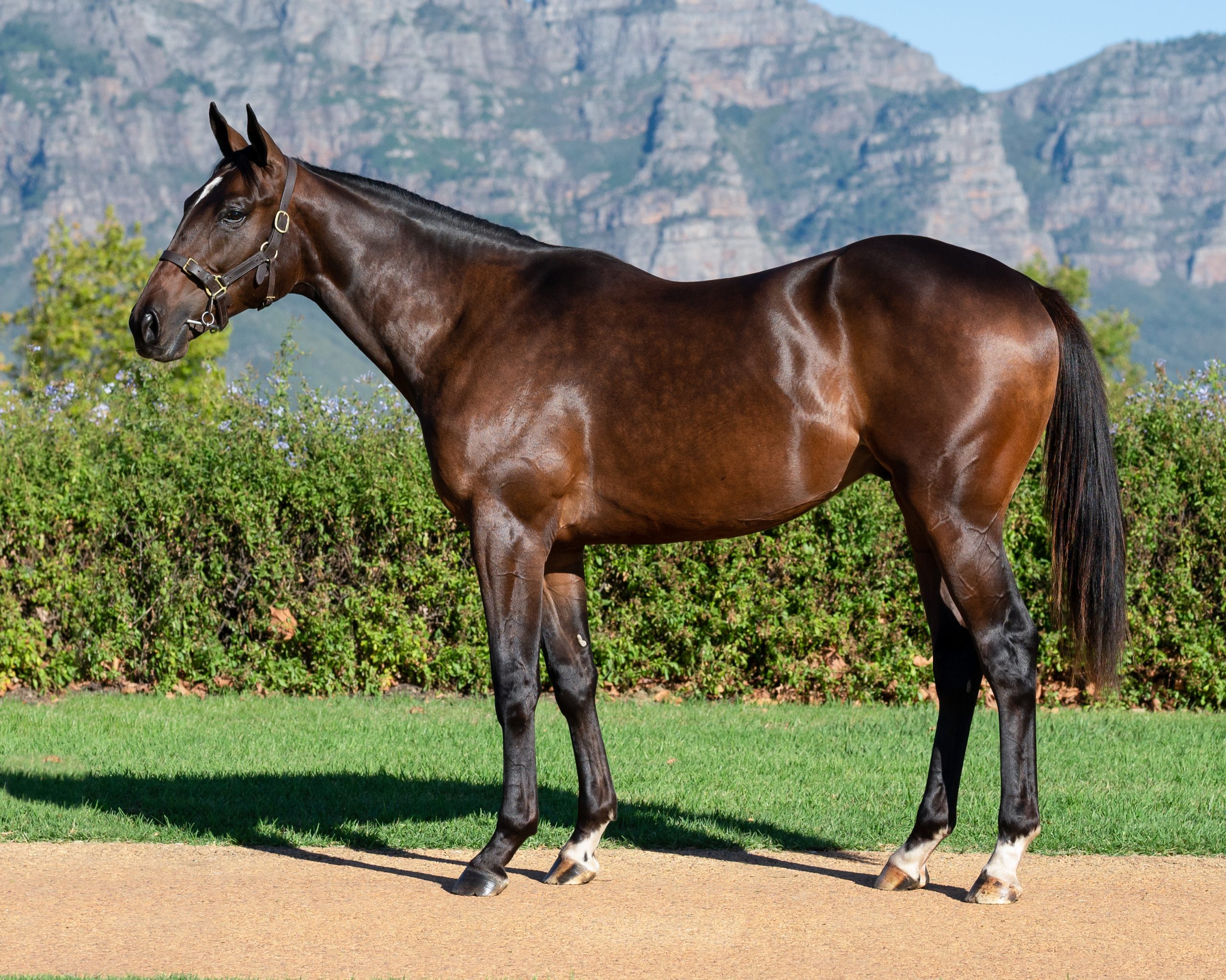 Drakenstein Stud Farm | GRAND CRESCENDO