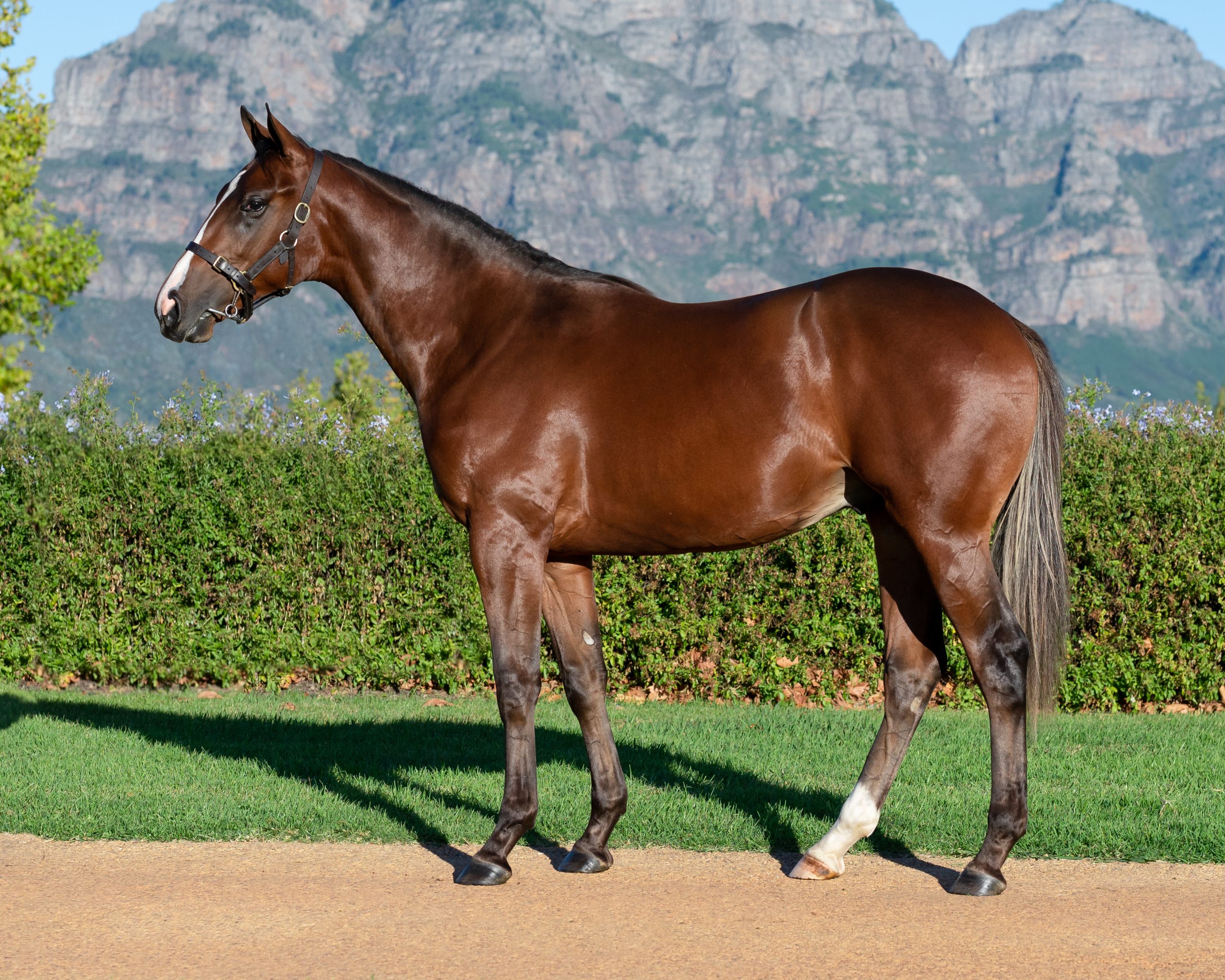 Drakenstein Stud Farm | LIBERATION DAY