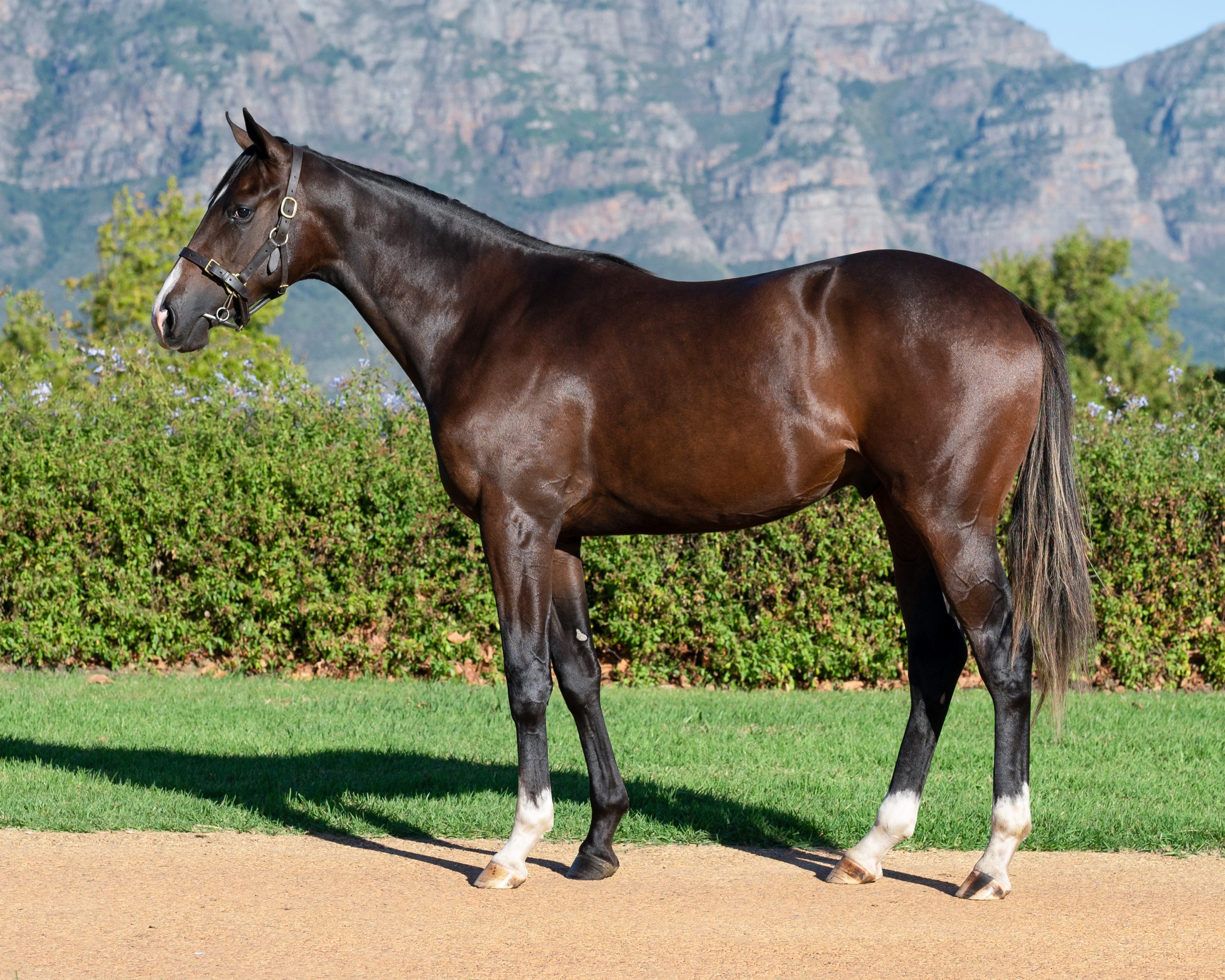 Drakenstein Stud Farm | SAIL THE SEAS