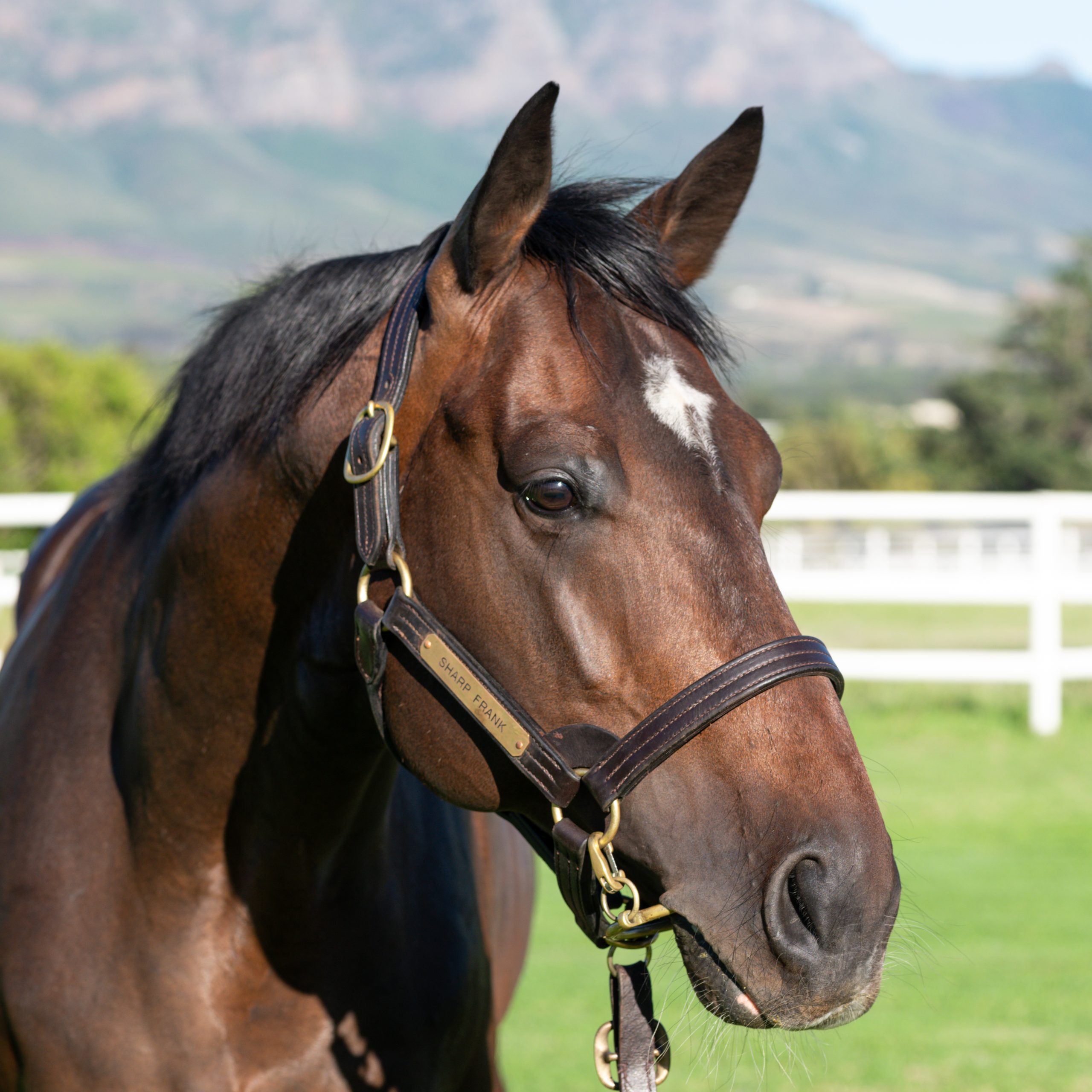 Drakenstein Stud Farm | SHARP FRANK