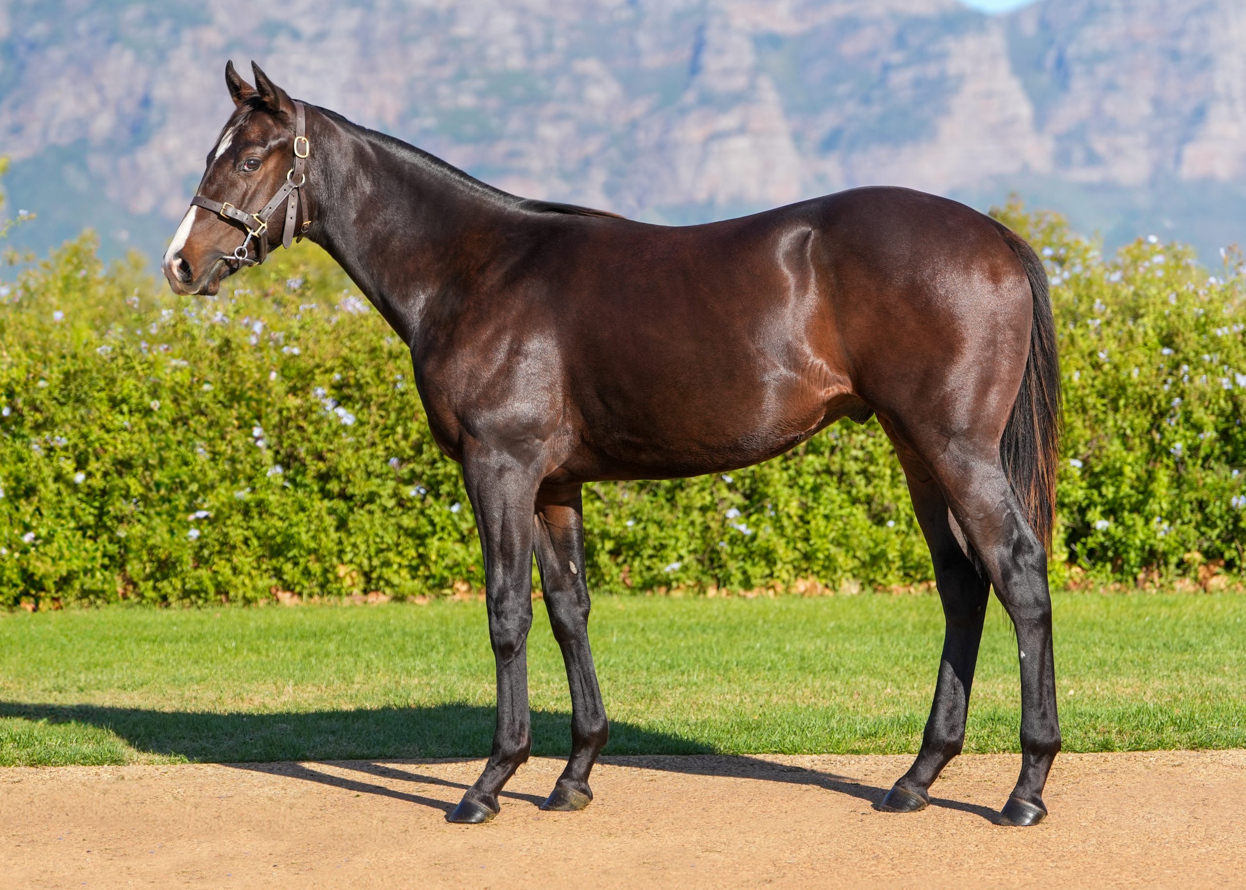 Drakenstein Stud Farm | WARNING LIGHT