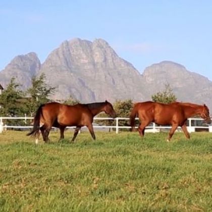 Drakenstein Stud Farm | News and Media