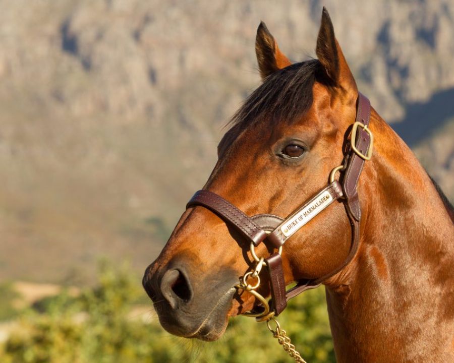 Drakenstein Stud Farm