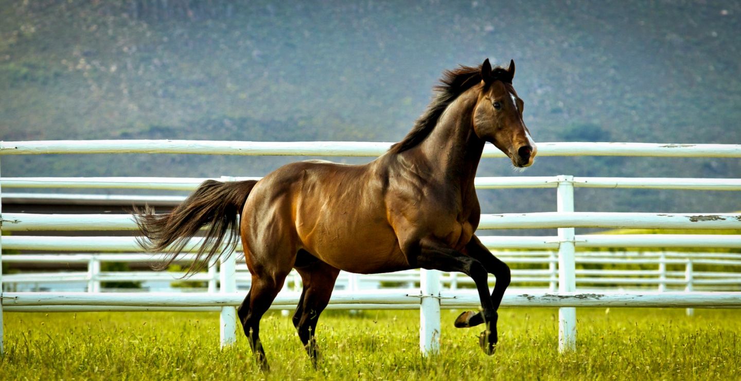 Drakenstein Stud Farm