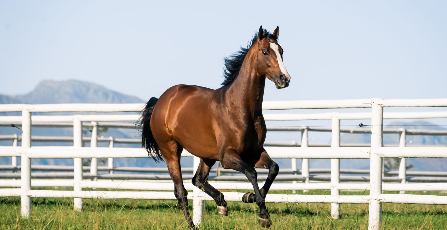 Drakenstein Stud Farm